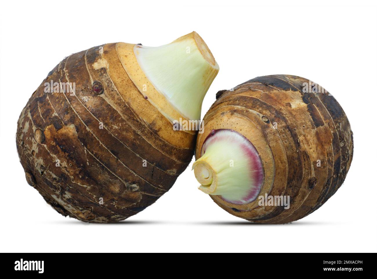 Taro corm root isolated Cut Out Stock Images & Pictures - Alamy