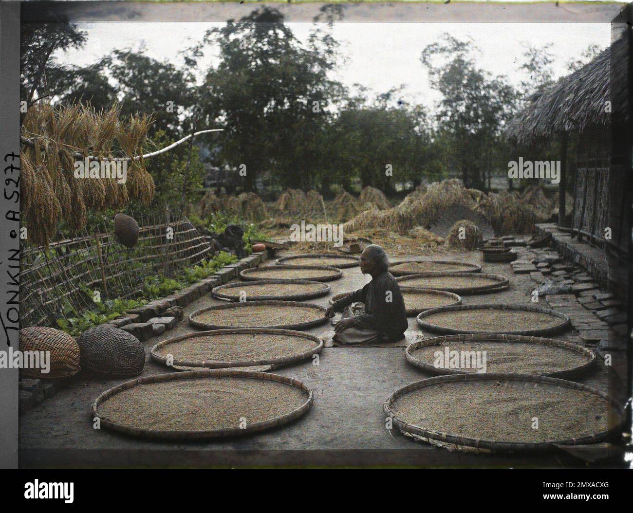 Tonkin, Indochina drying the rice in a farm courtyard after the harvest ...