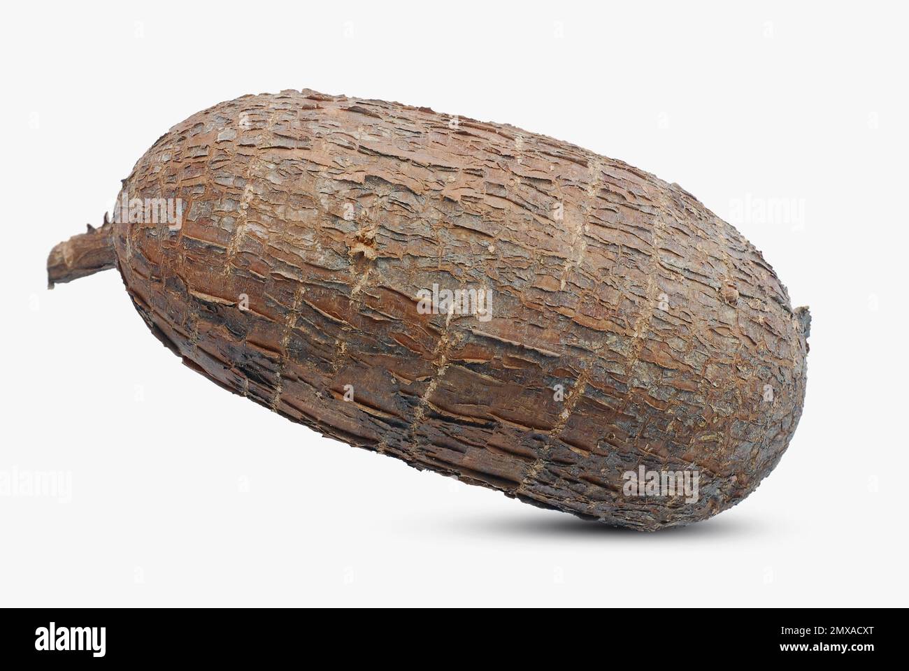 Cassava isolated on white background Stock Photo - Alamy