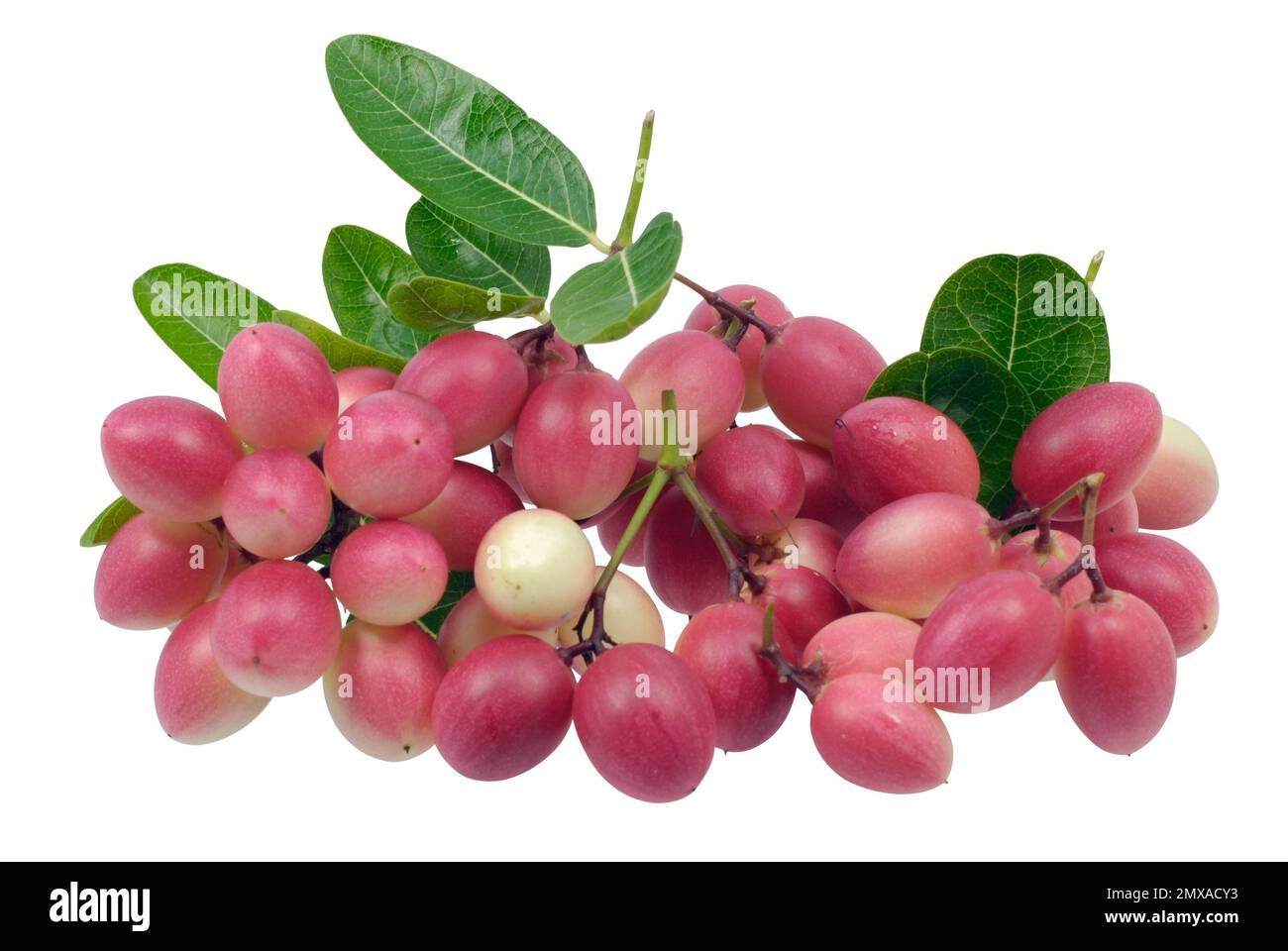 karonda fruit or bengal Currants and green leaf on white background ...