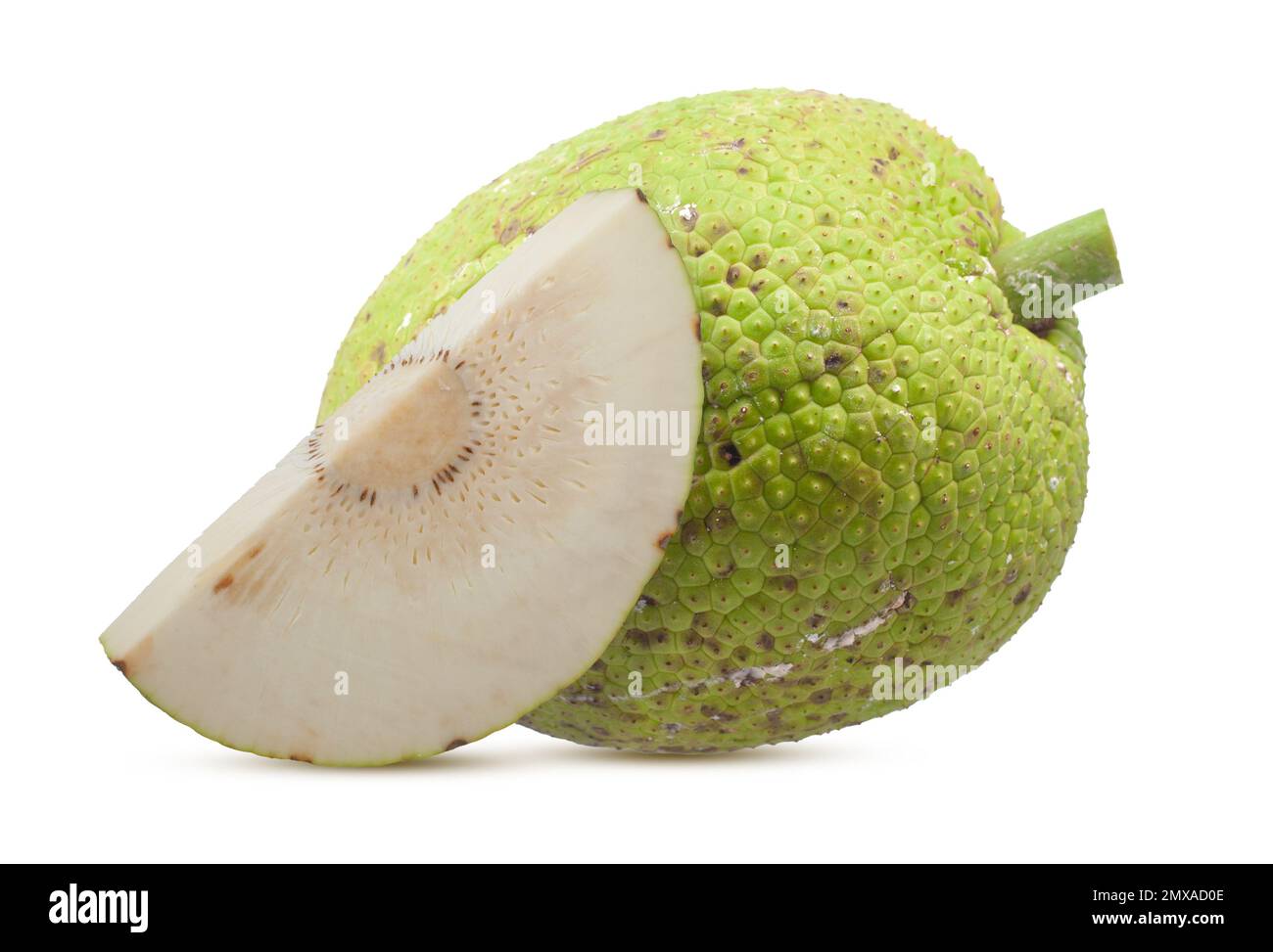Breadfruit isolated cut out on white background Stock Photo - Alamy