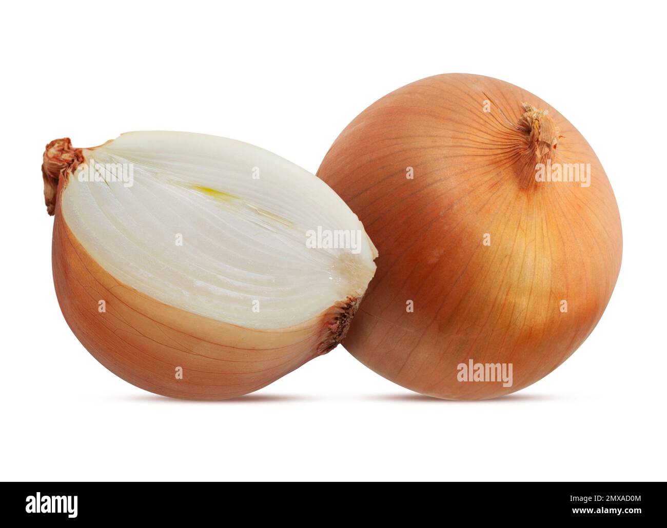 Single object of Onion bulbs isolated on white background Stock Photo ...