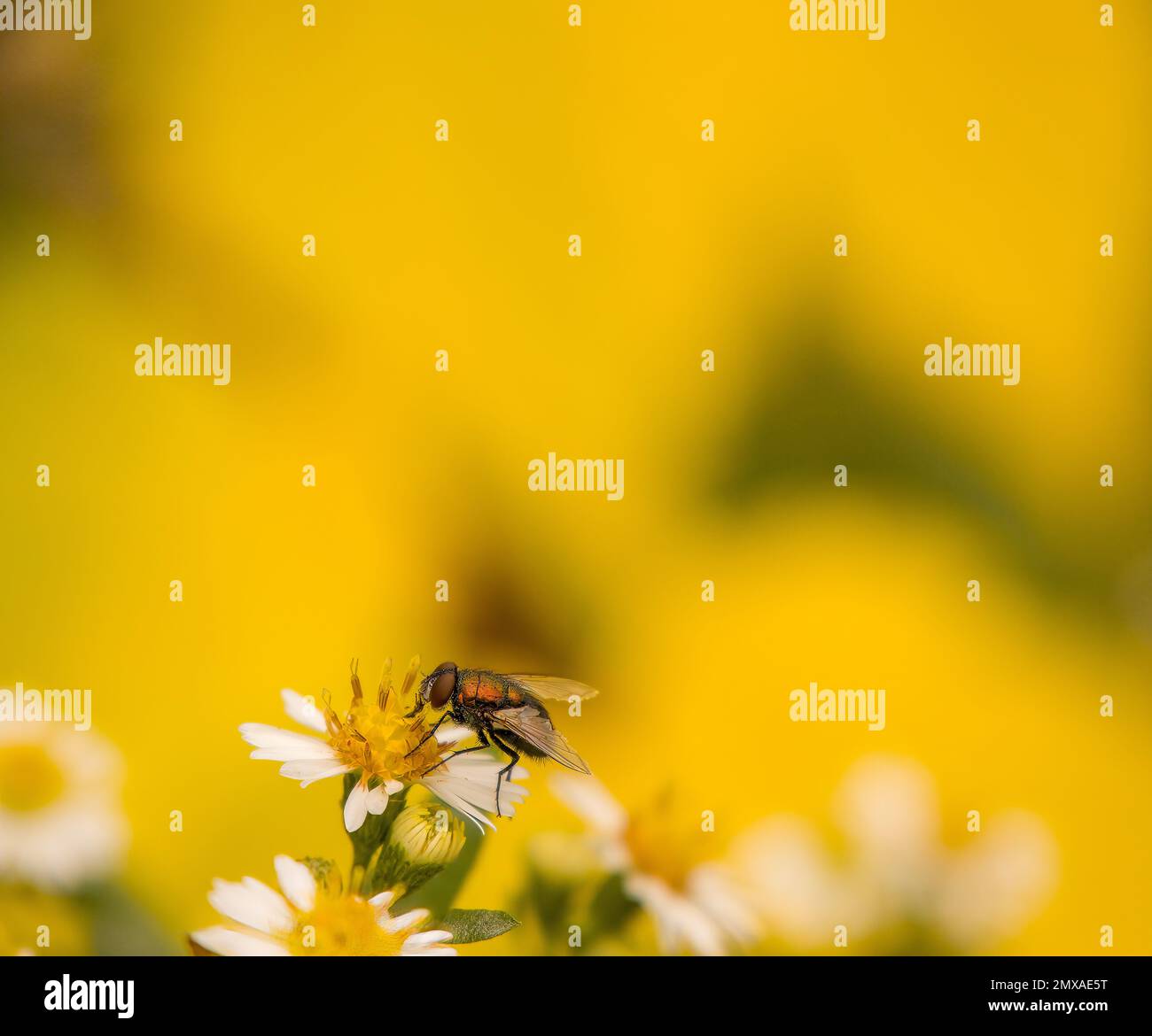Finding dinner hi-res stock photography and images - Alamy