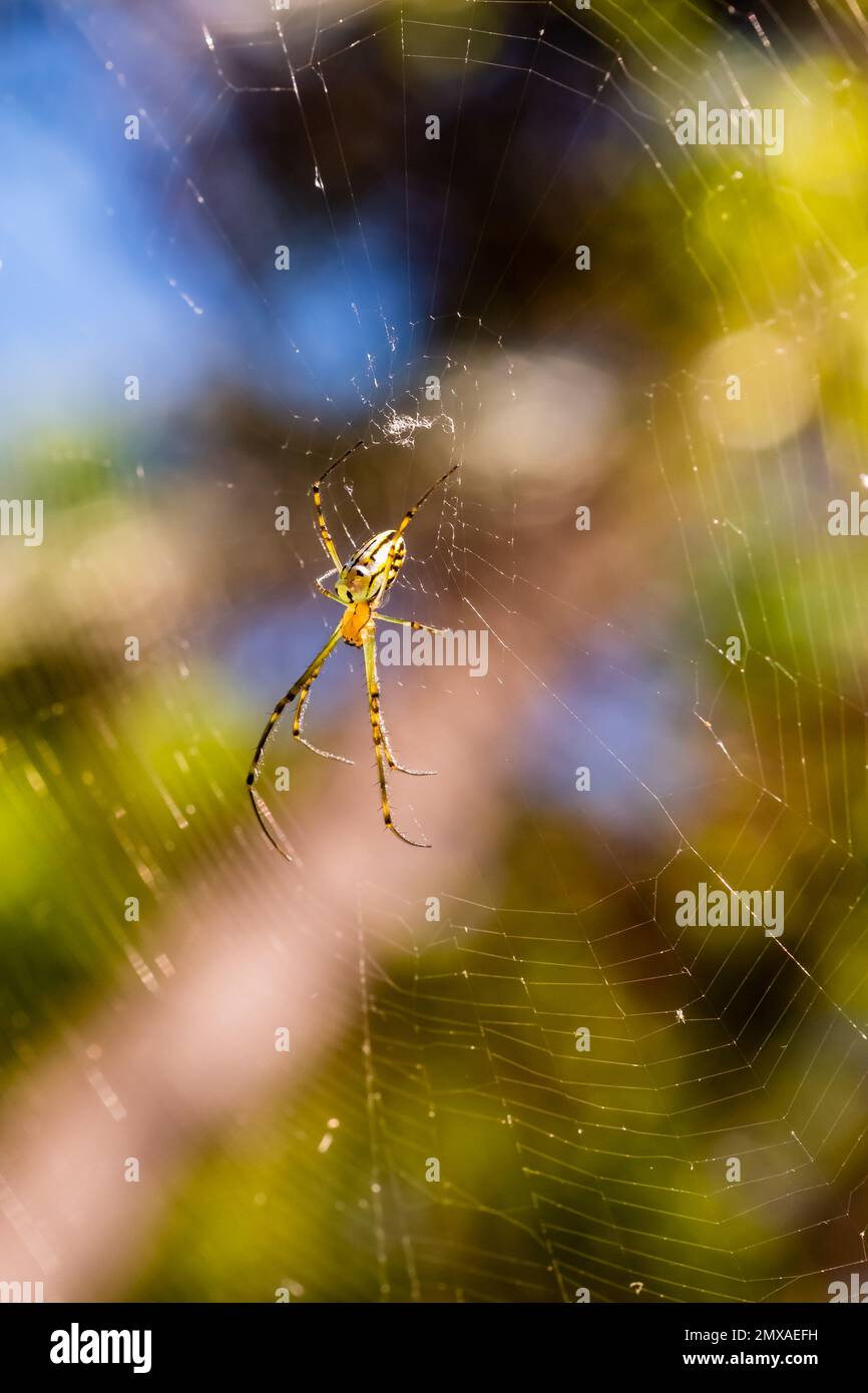 A garden orb weaver in the wild Stock Photo - Alamy