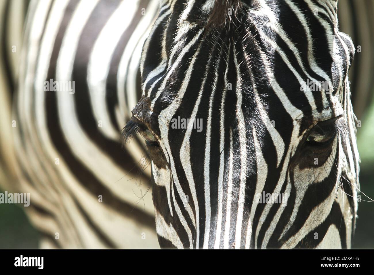 Mammals face hi-res stock photography and images - Alamy