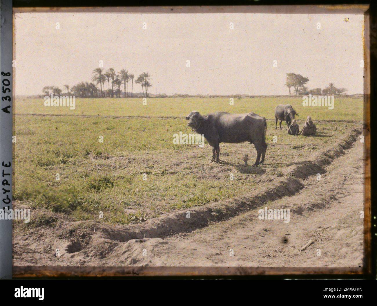 Beni Hassan, Egypt, Africa buffalo buffaloes led by shepherds's ...