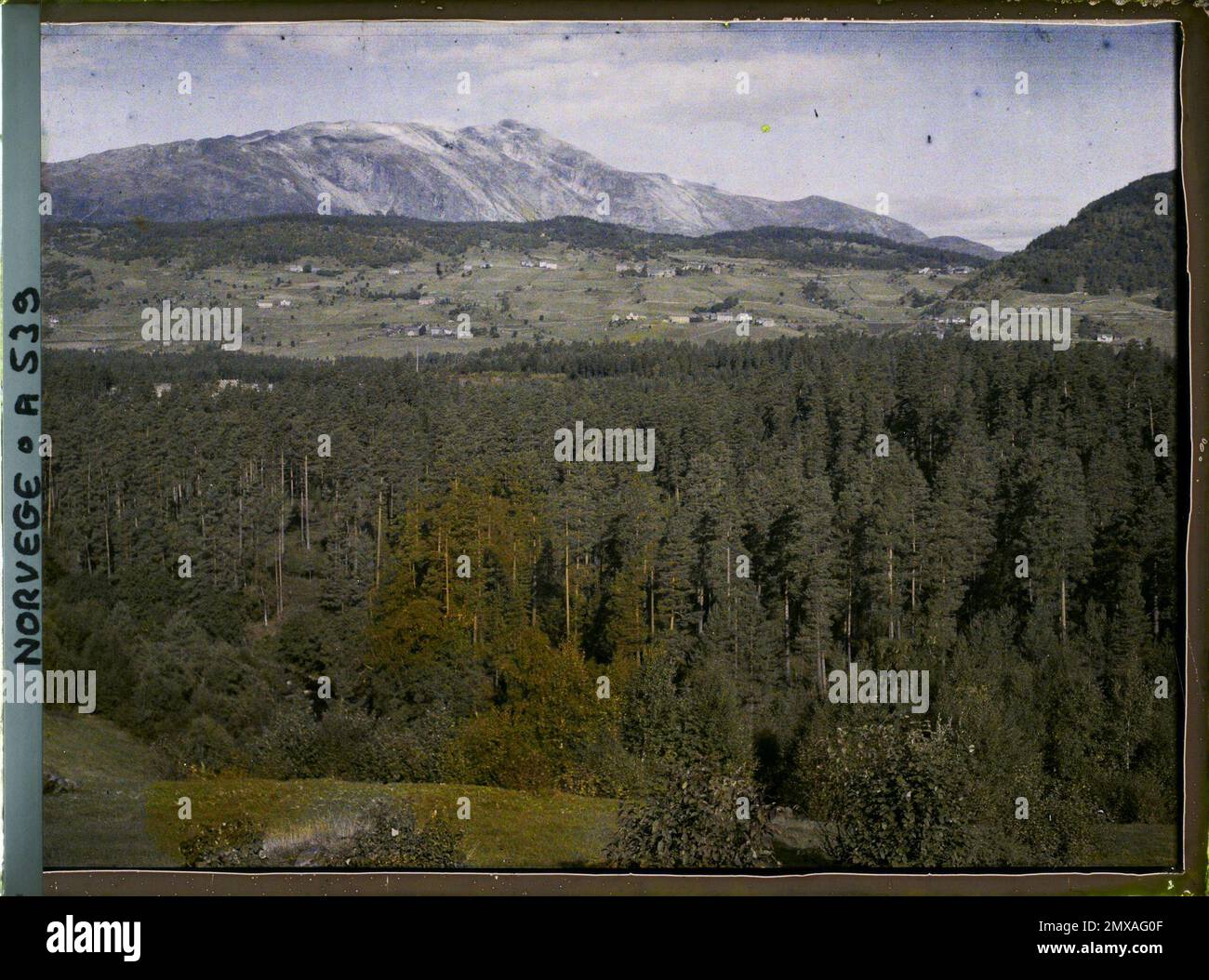 Fiven, Norway? Landscape with Fine Grows? , 1910 - Voyage of Albert ...