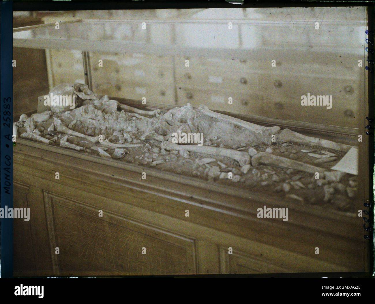 Ethnology anthropology museum woman corpse skeleton prehistory hi-res ...