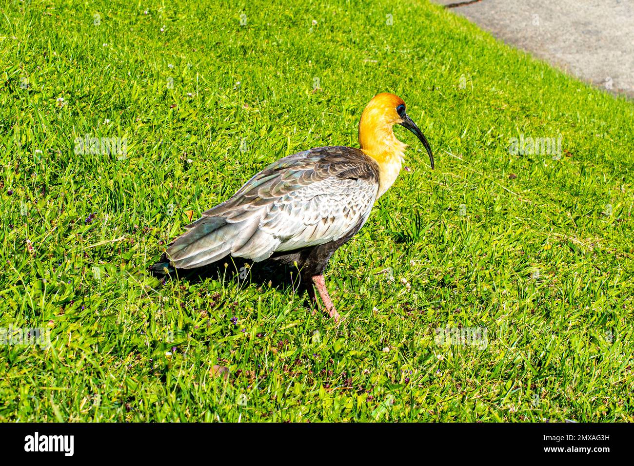 Bandurria - Theristicus caudatus Stock Photo - Alamy