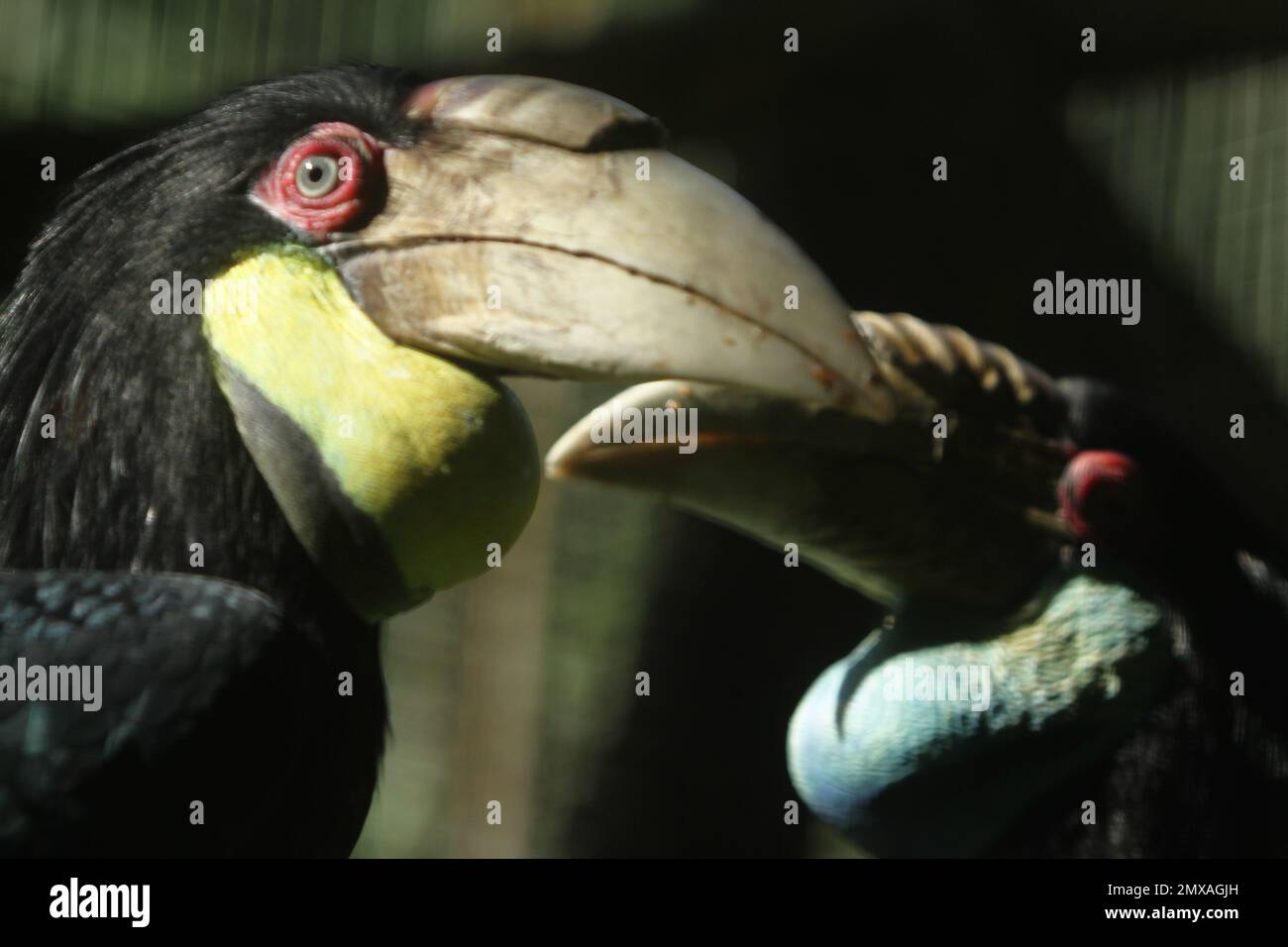 Feathers beak animals hi-res stock photography and images - Alamy