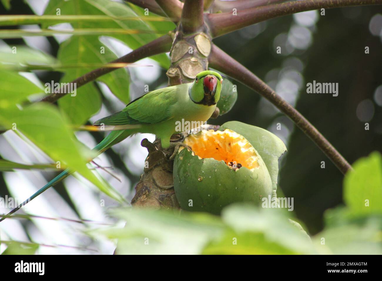 Random bird hi-res stock photography and images - Alamy