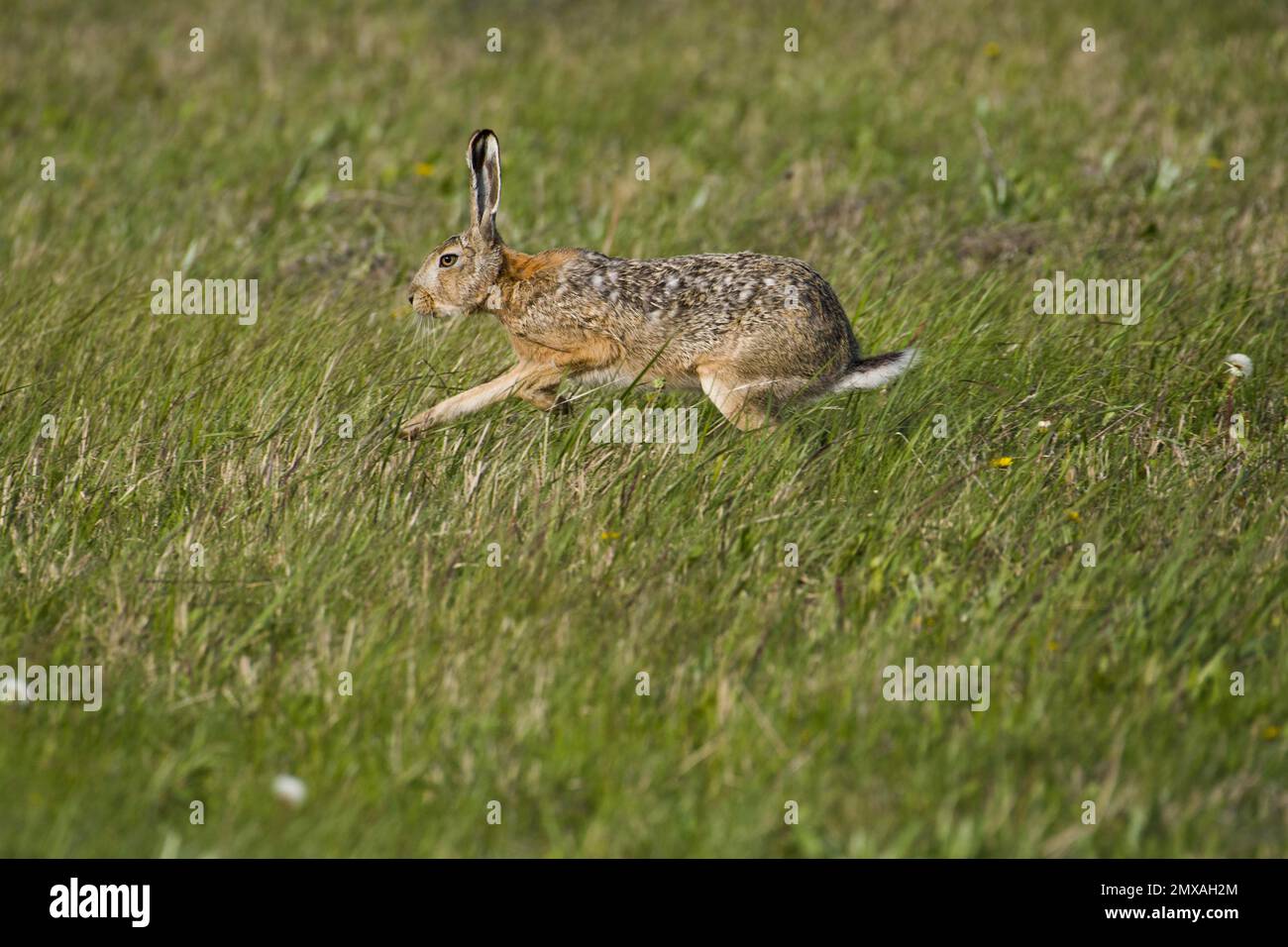 European hare (Lepus europaeus) running across meadow, view from the ...