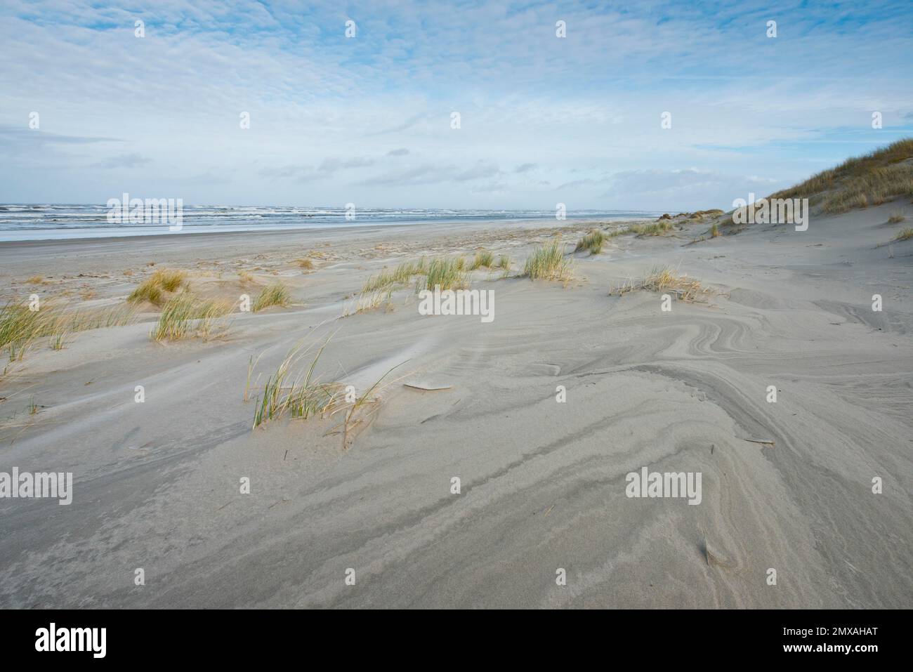 Dunes on the beach, Langeoog, Lower Saxony, Germany Stock Photo - Alamy