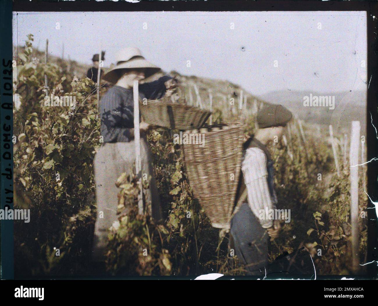 Work of women women agriculture breeding work scene child rural hi-res ...