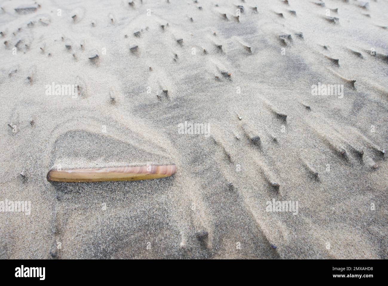 Sword razor (Ensis ensis) and cockles covered by drifting sand on the ...