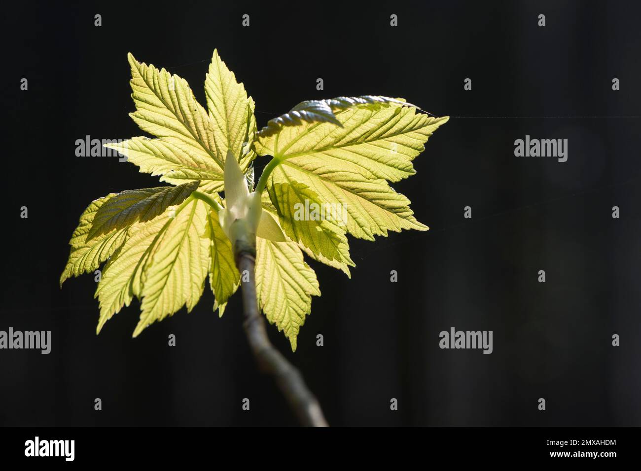 Sycamore maple (Acer pseudoplatanus), leaf shoots, Emsland, Lower ...