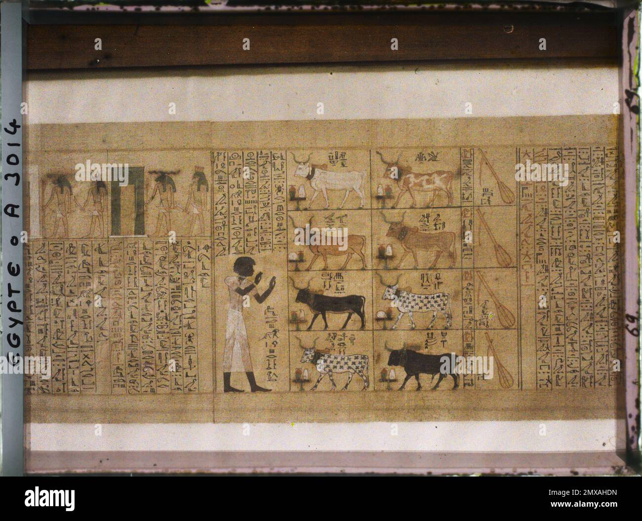 Cairo, Egypt, Africa Papyrus of the Book of Dead in a showcase of the ...