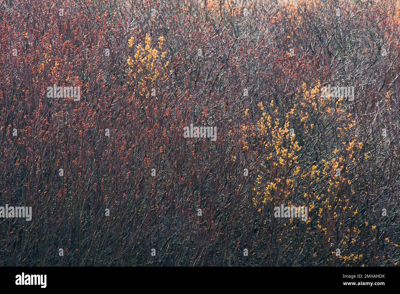 Bog myrtle (Myrica gale) in the moor, Emsland, Lower Saxony, Germany ...