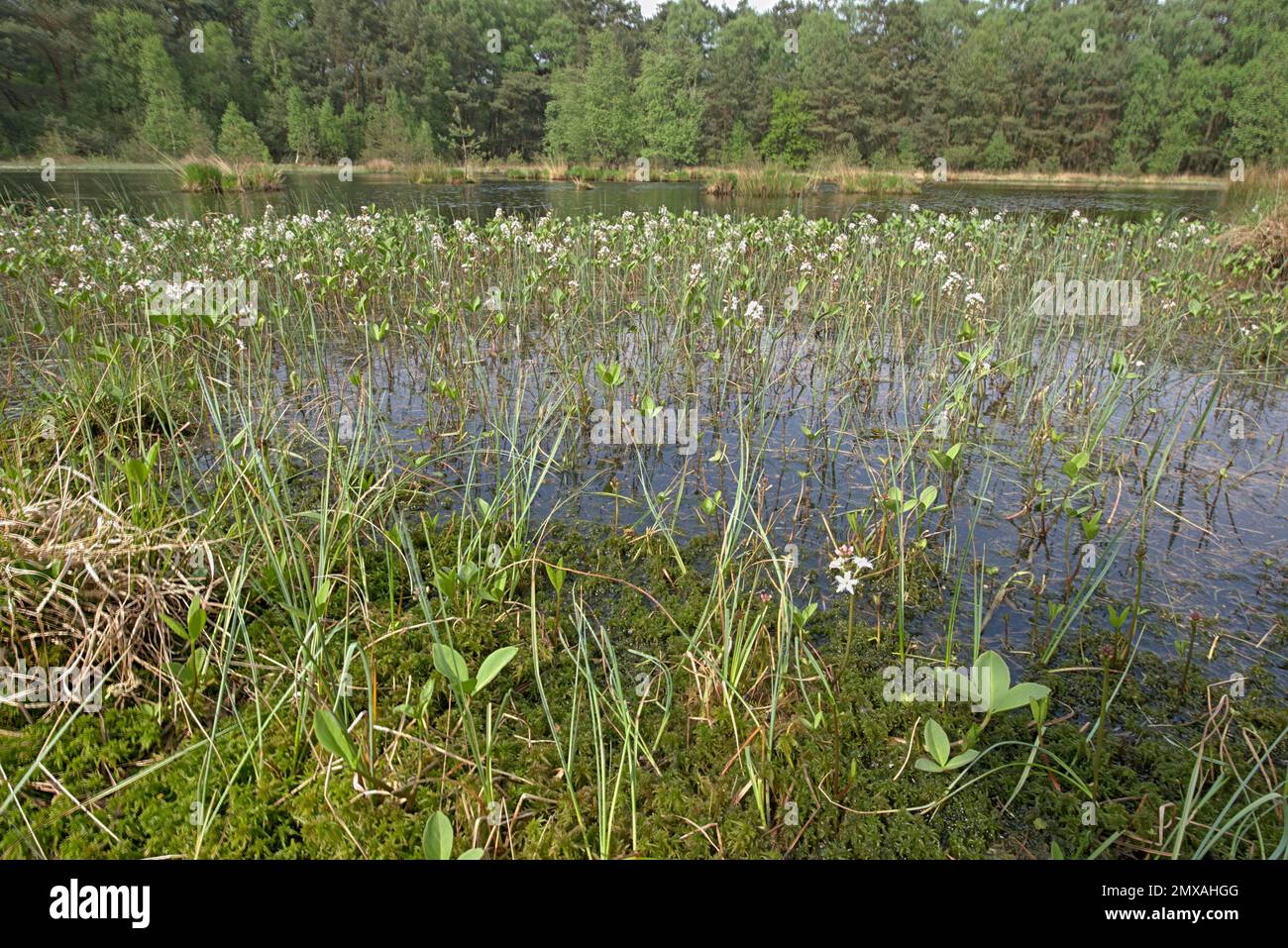 Forest moor lake with fever clover (Menyanthes trifoliata), Emsland ...