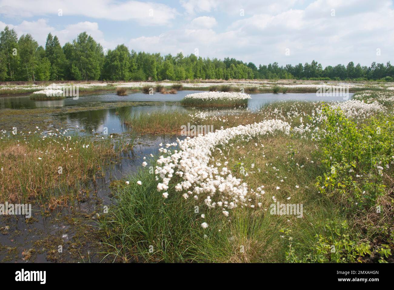 Bog landscape with common cottongrass (Eriophorum angustifolium ...