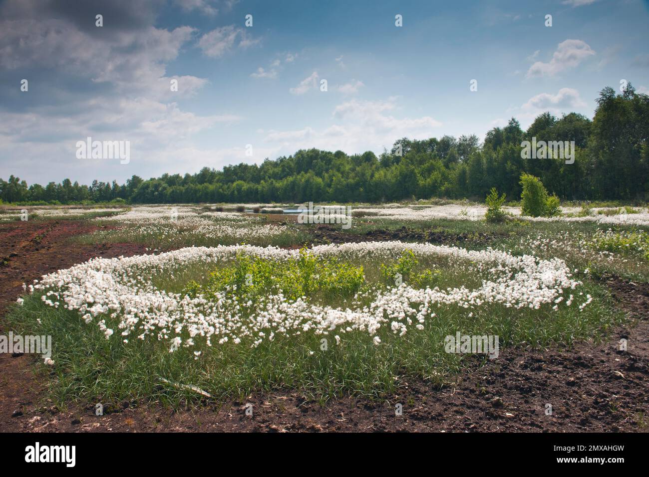 Bog landscape with common cottongrass (Eriophorum angustifolium ...