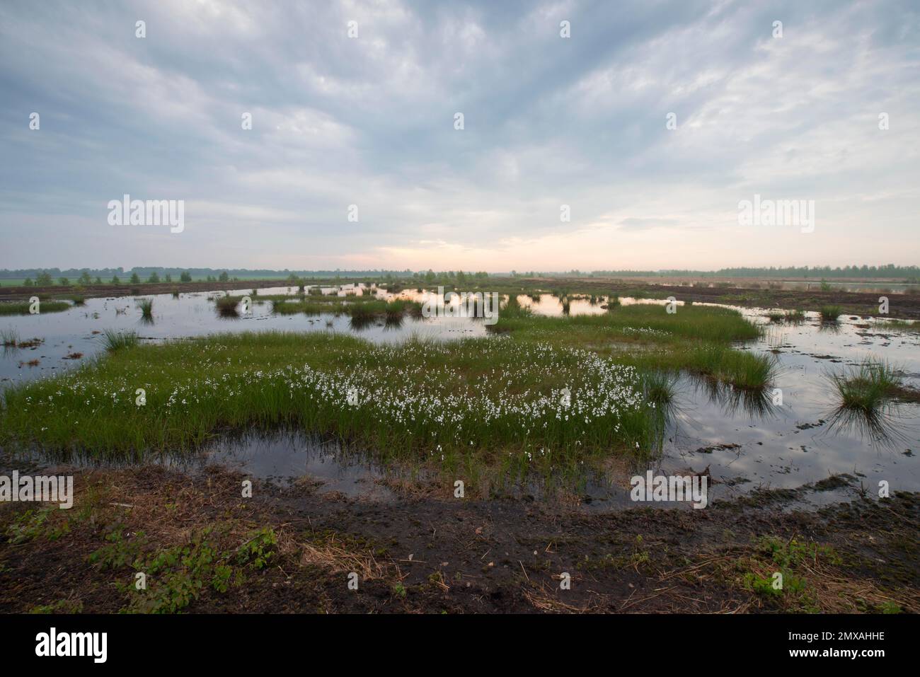 Bog landscape with common cottongrass (Eriophorum angustifolium ...