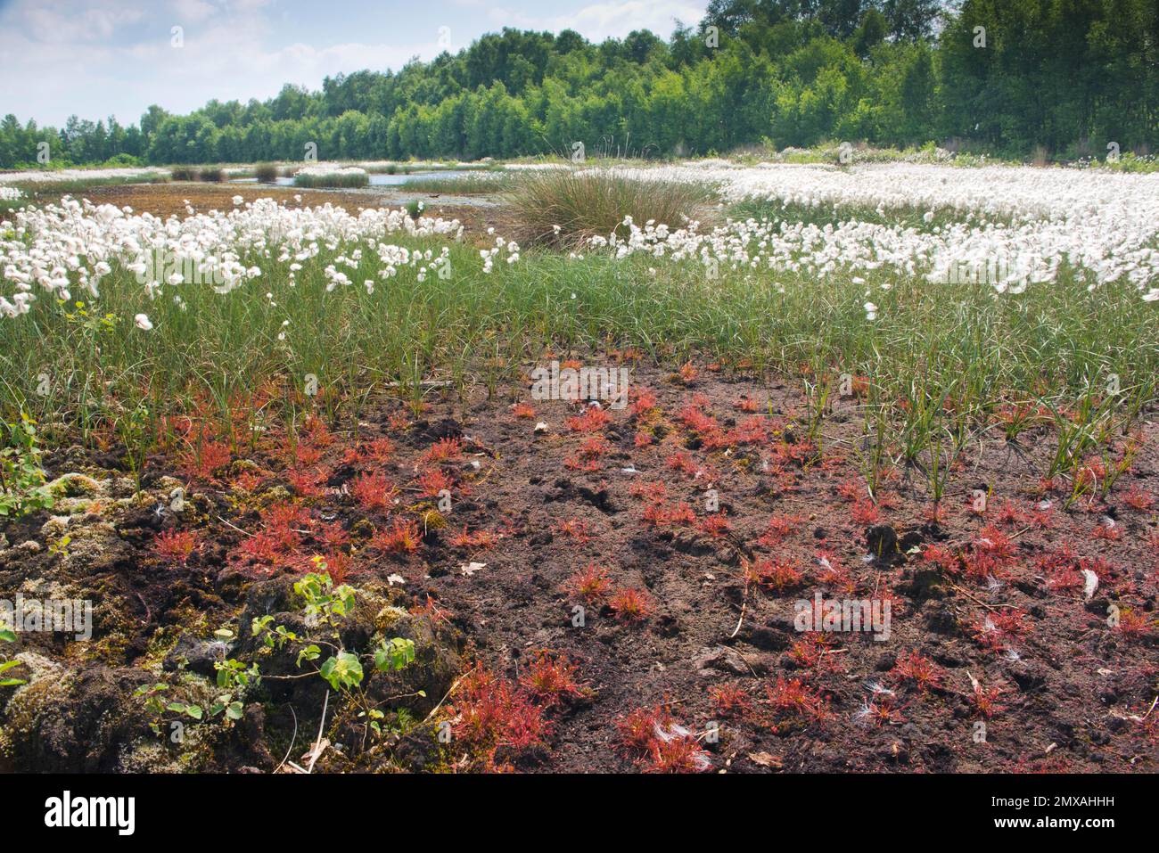 Bog landscape with common cottongrass (Eriophorum angustifolium) and ...