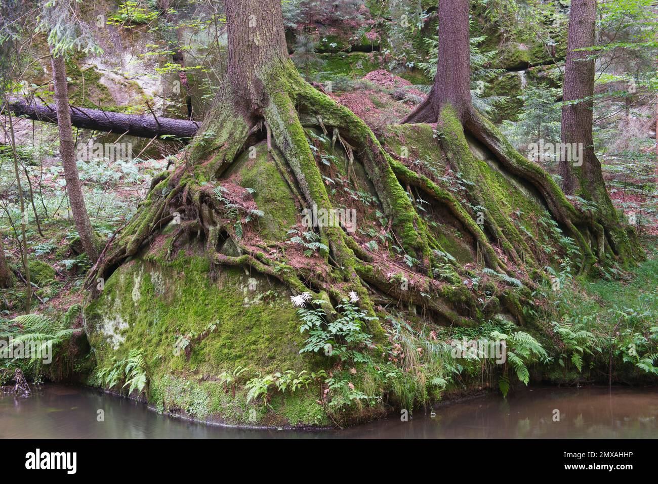 Tree roots and fern by the stream, Elbe Sandstone Mountains, Saxony ...