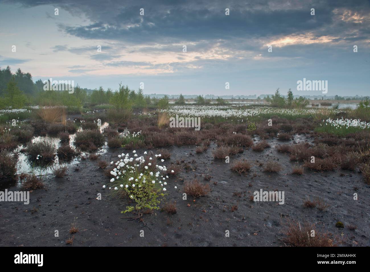Bog landscape with common cottongrass (Eriophorum angustifolium ...