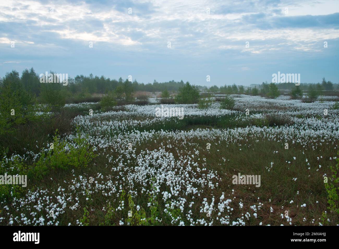 Bog landscape with common cottongrass (Eriophorum angustifolium ...