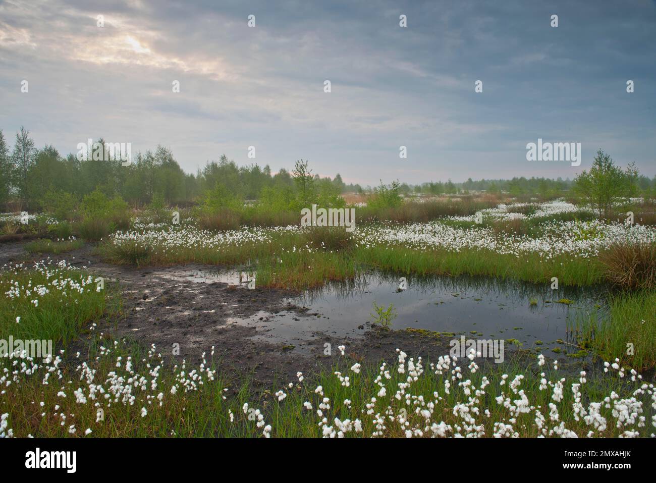 Bog landscape with common cottongrass (Eriophorum angustifolium ...