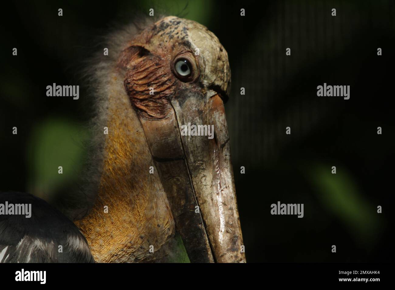 Feathers beak animals hi-res stock photography and images - Alamy