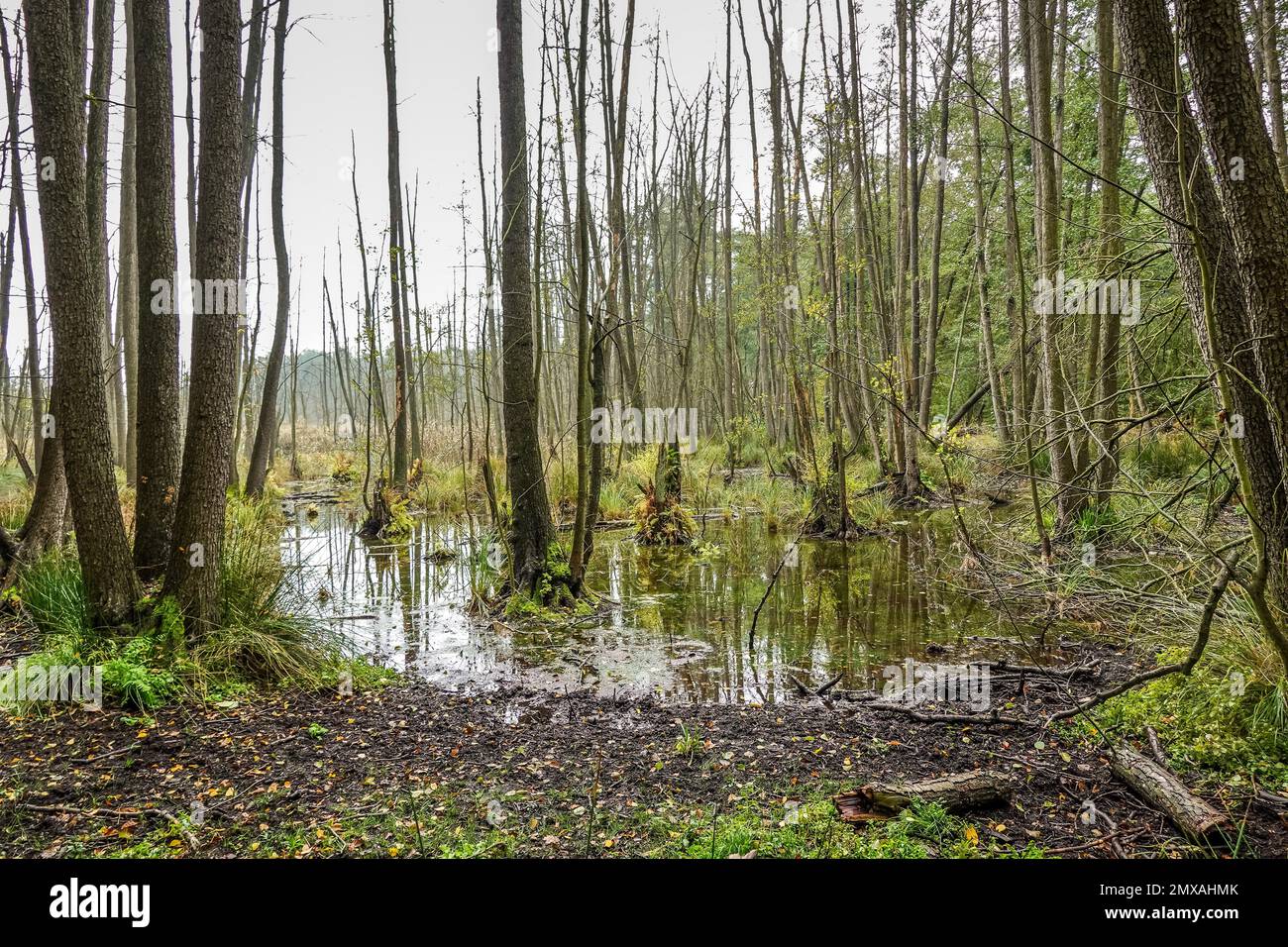 Berlin nature hi-res stock photography and images - Alamy