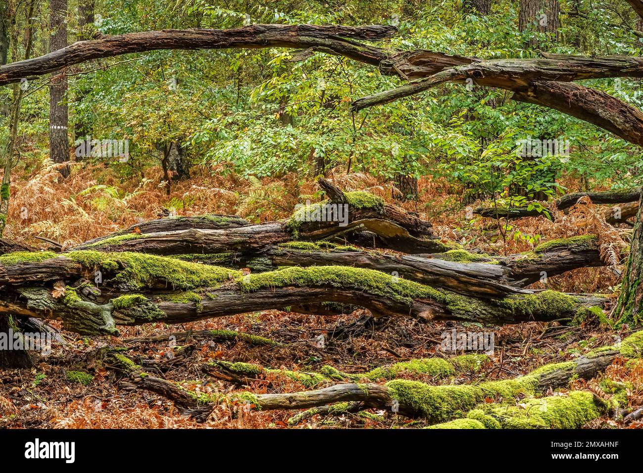 Decaying nature hi-res stock photography and images - Alamy