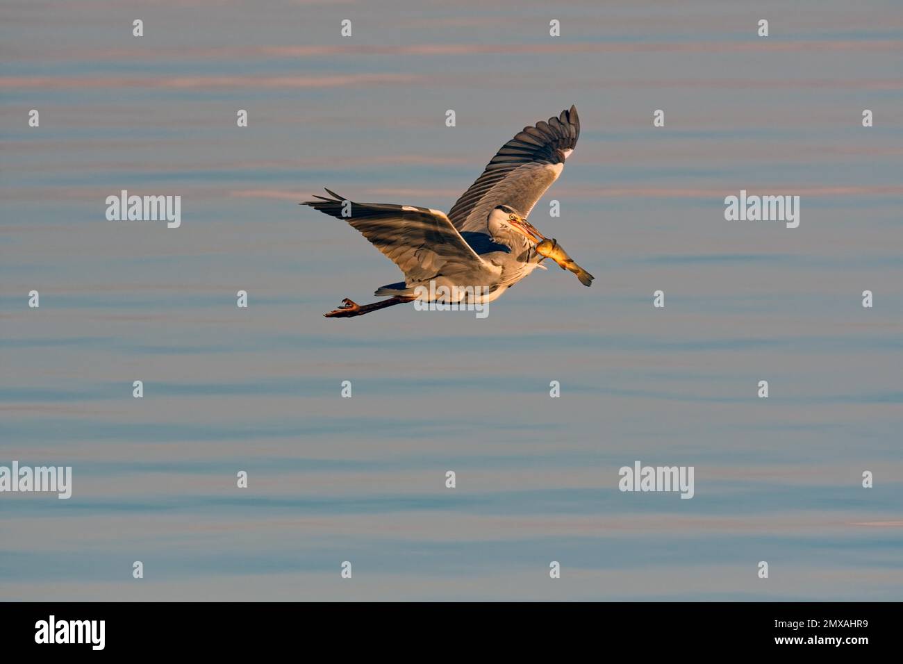 Grey heron (Ardea cinerea) in flight, with fish prey in its beak, in ...