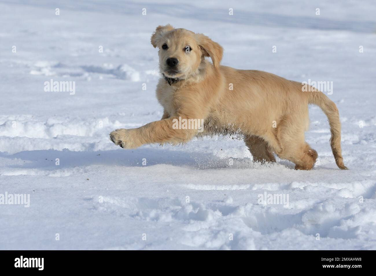 Golden Retriever puppy running in the snow, 8 weeks old, Arnsberg ...