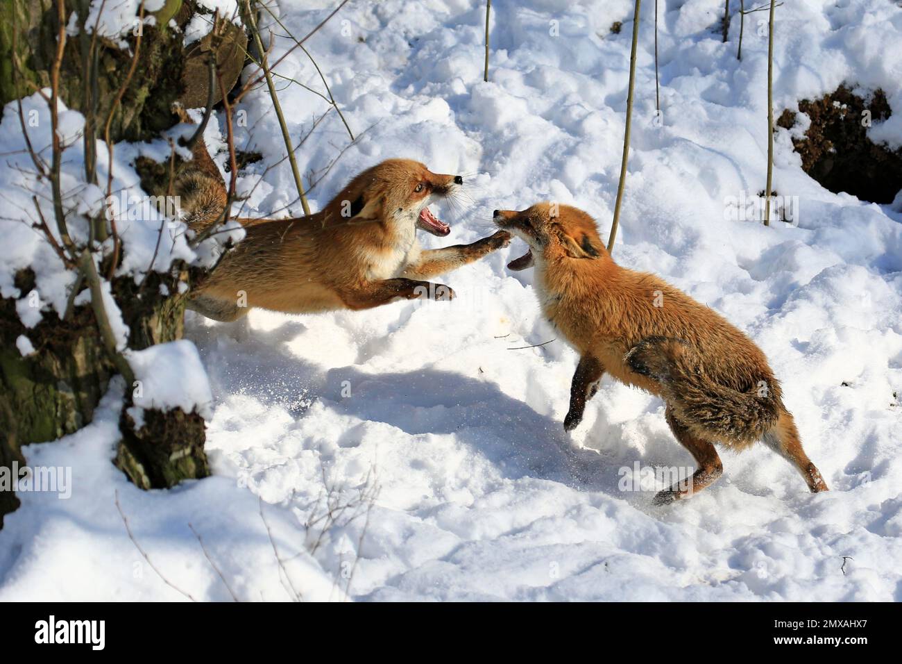 Foxes mating hi-res stock photography and images - Alamy