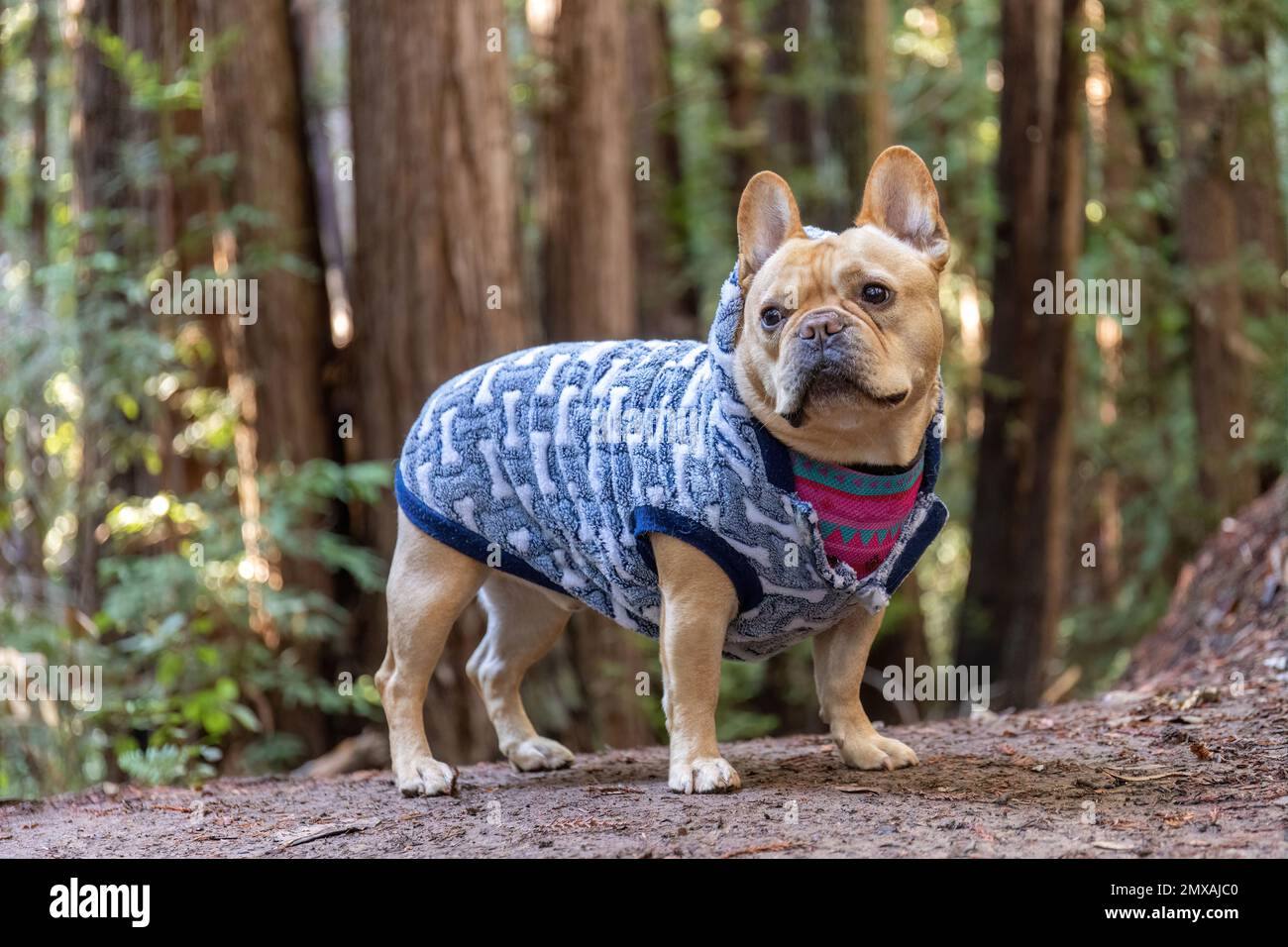 5-Years-Old Red Tan Male Frenchie Hiking in Redwood Forest in Northern ...