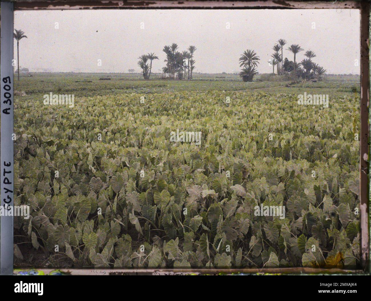 Cairo, Egypt, Africa countryside near the Nile , 1914 - Egypt - Auguste ...