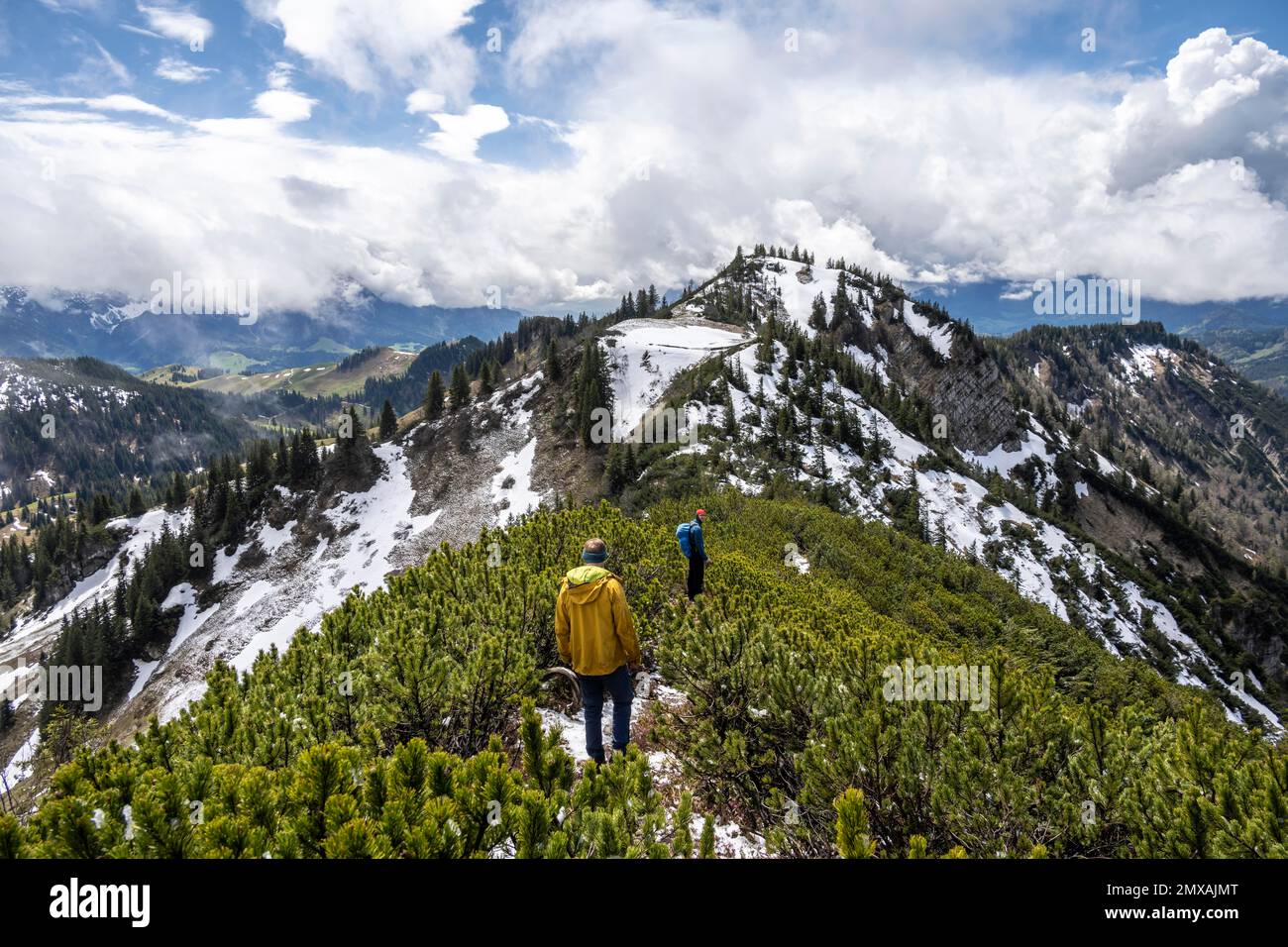 Two hikers on a hiking trail through mountain pines, hiking to Geigelstein in spring, Chiemgau ...