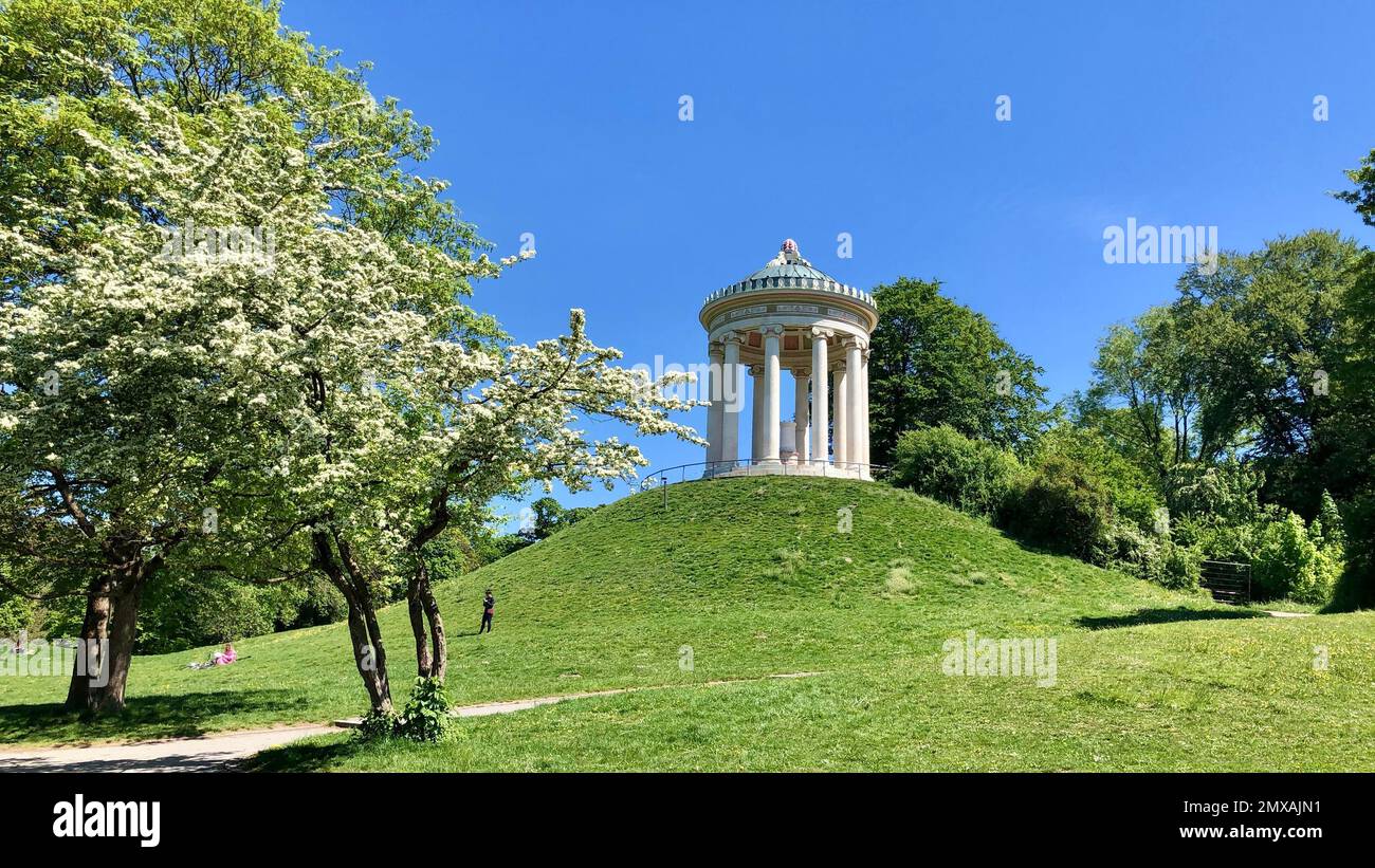 Flowering cherry tree, Monopterus, English Garden, Munich, Upper ...