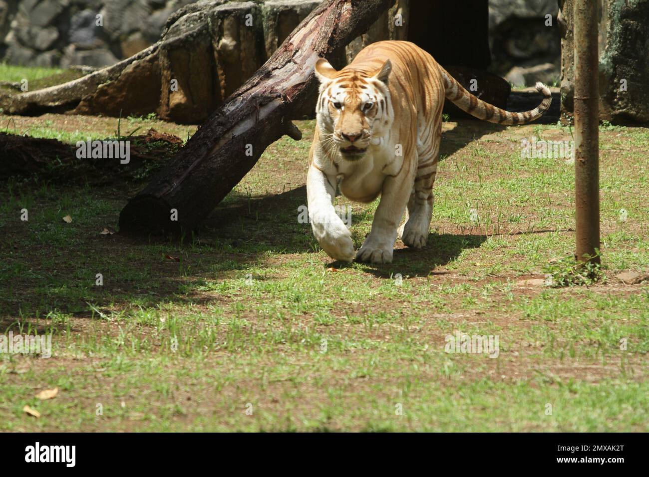 Animals runing hi-res stock photography and images - Alamy