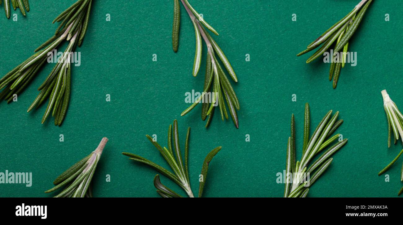 Rosemary food background with rosemary branches on clean simple minimal ...