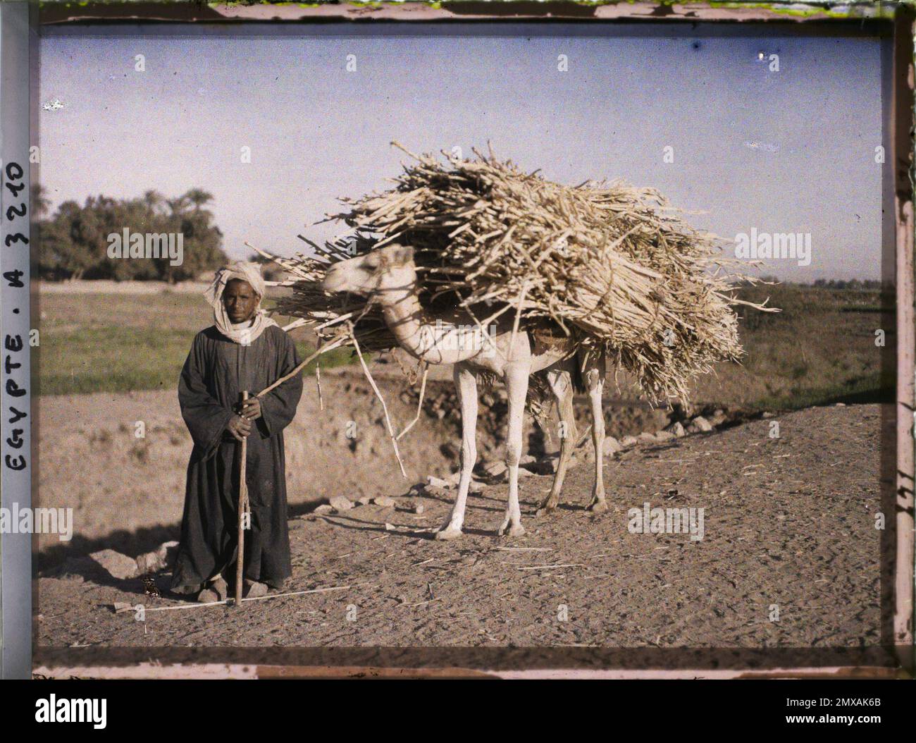 Louqsor, Egypt, Africa Corn Merchant and his camel , 1914 - Egypt ...