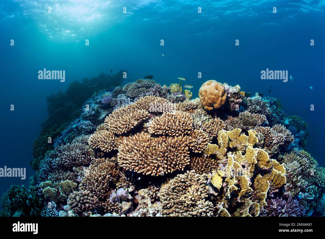 Coral reef, reef ridge with Agropora stony corals (Agroporidae) and ...