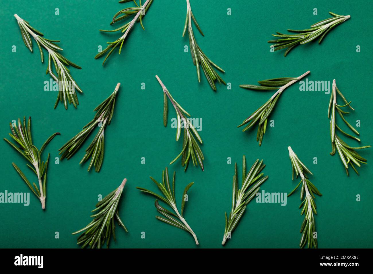 Rosemary food background with rosemary branches on clean simple minimal ...