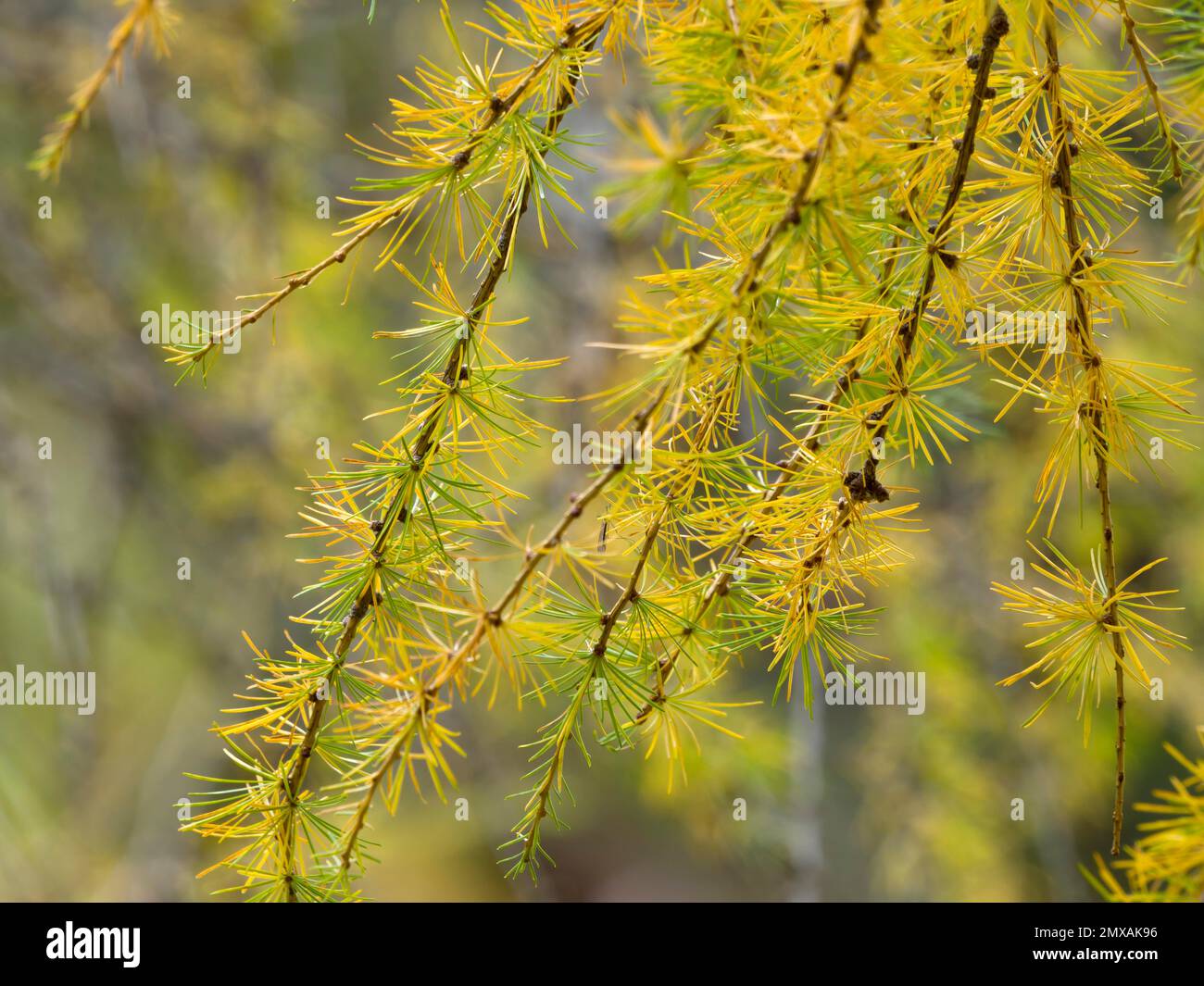 European larch (Larix decidua), autumn coloured needles Stock Photo - Alamy