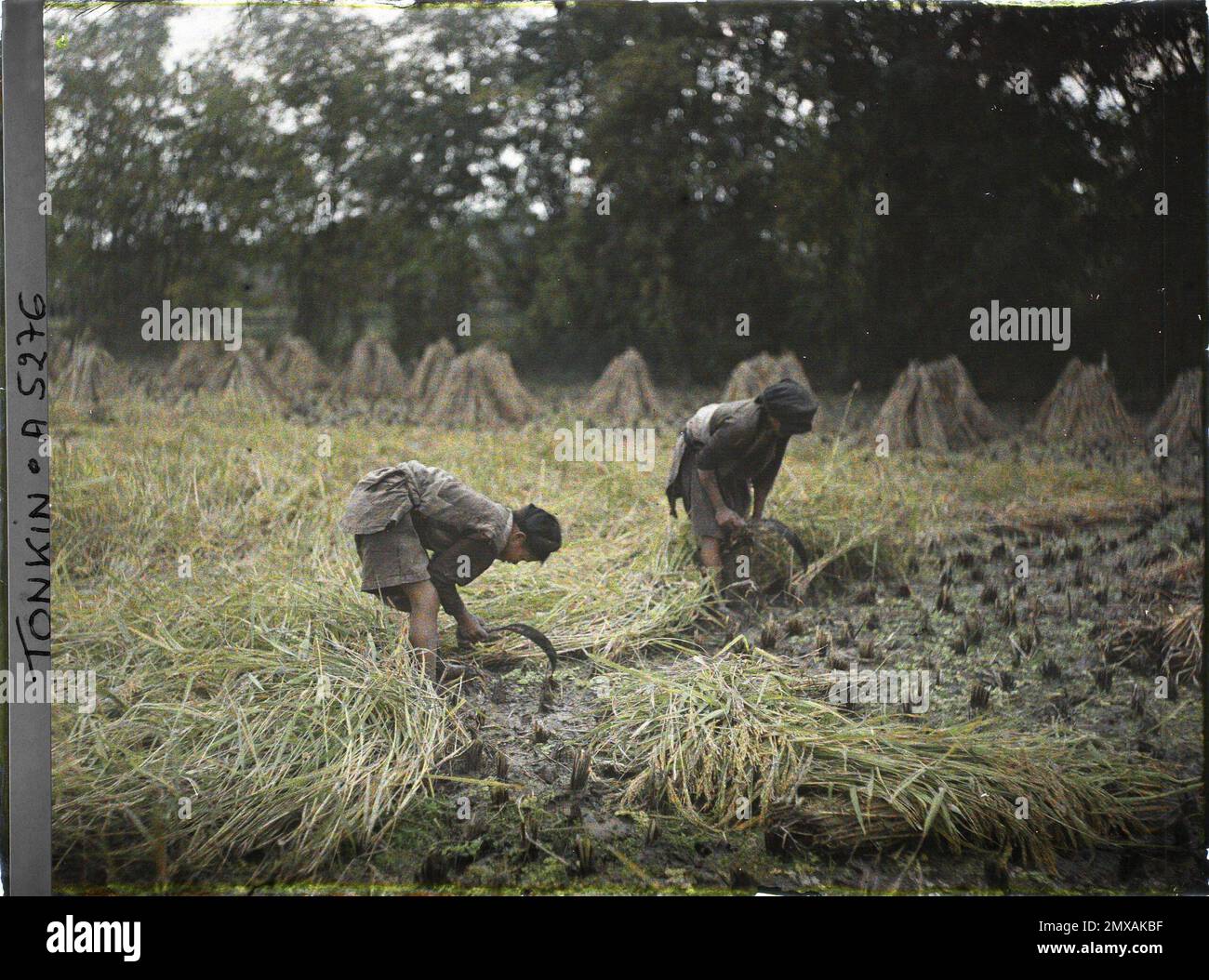 Tonkin, Indochina the harvest of rice , Léon Busy in Indochina Stock ...