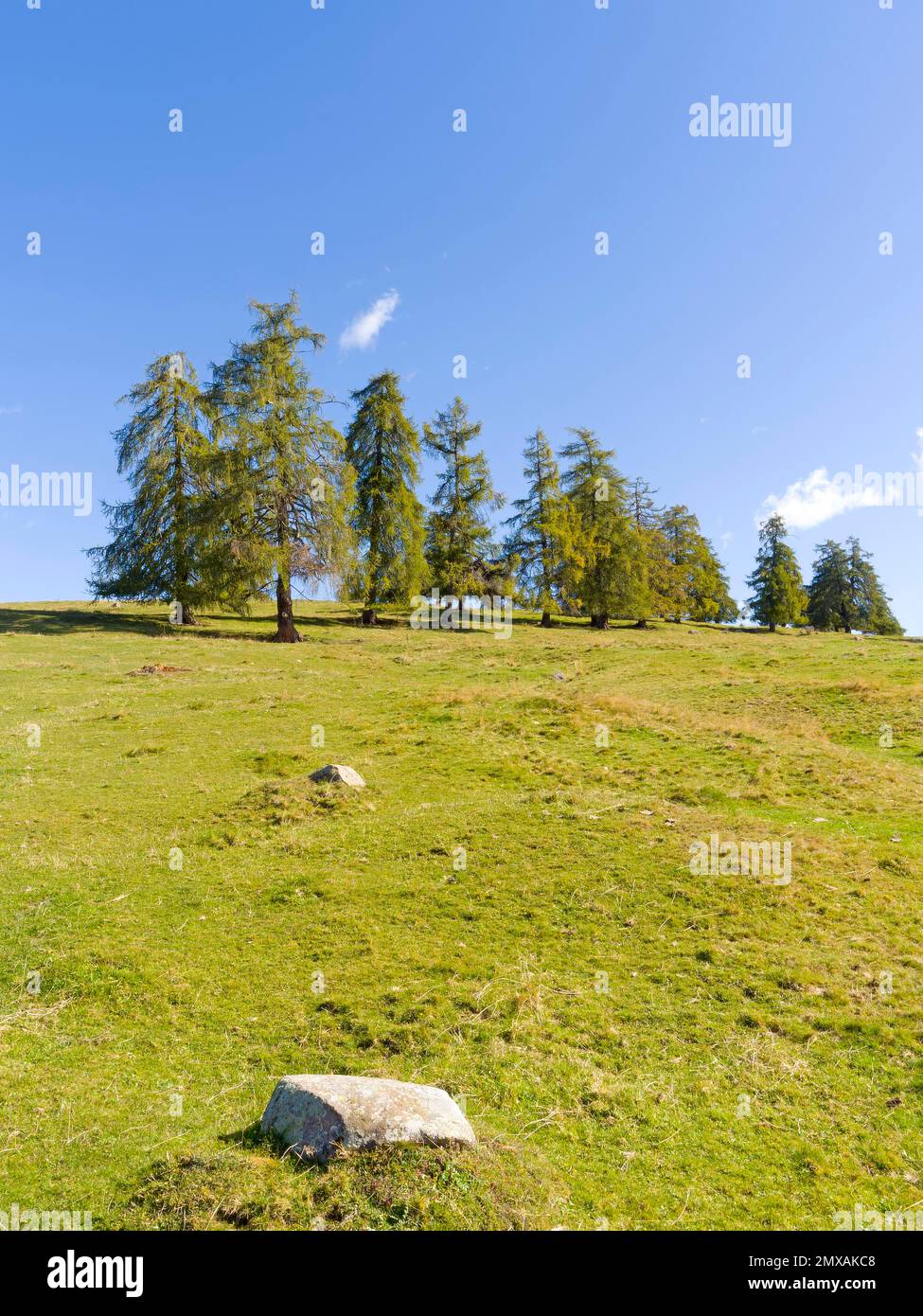 Larch meadows on the Salten, Salten, Jenesien, Bolzano, South Tyrol ...