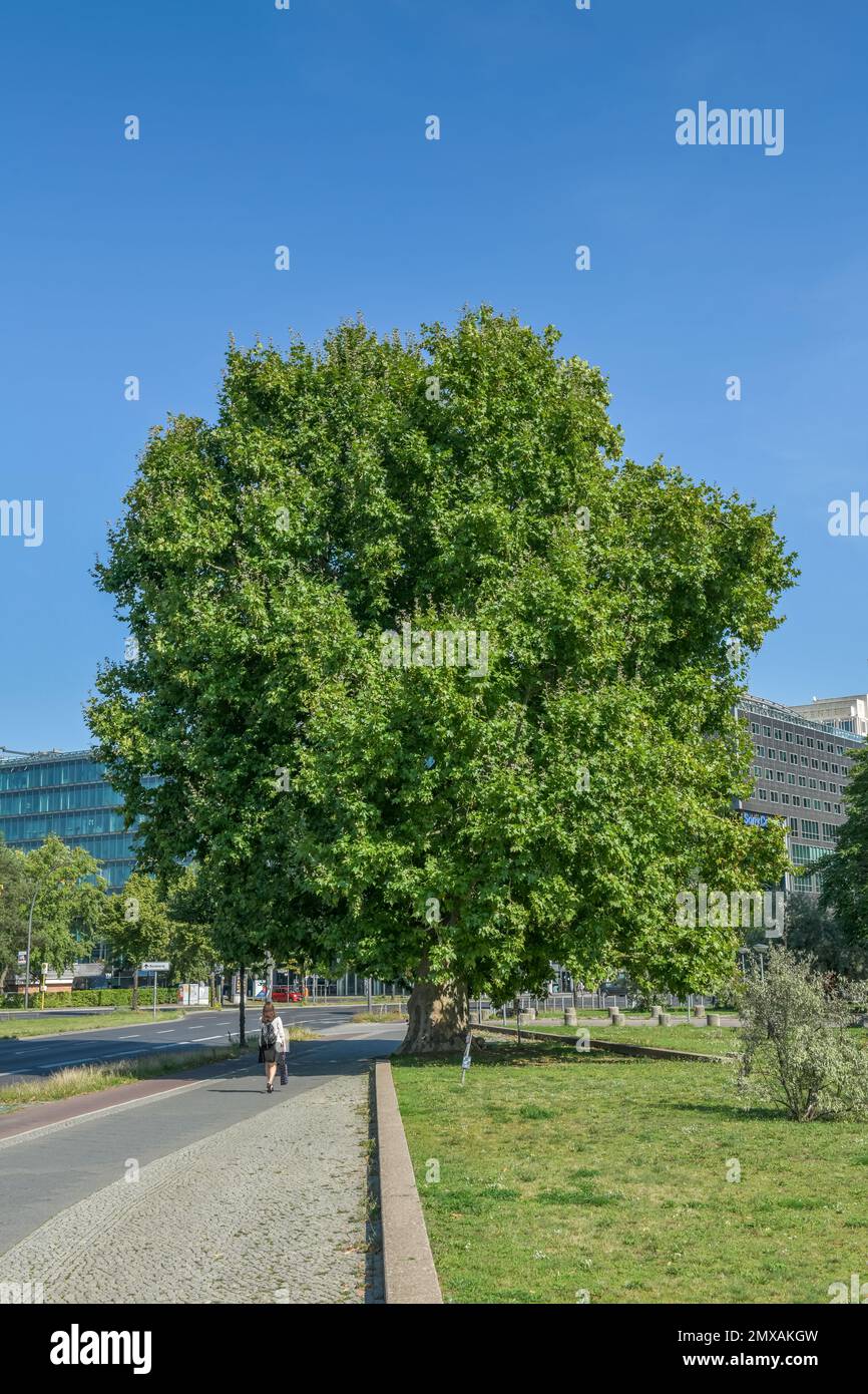 Oldest plane tree in Berlin, Kaiser-Platane, Potsdamer Strasse ...